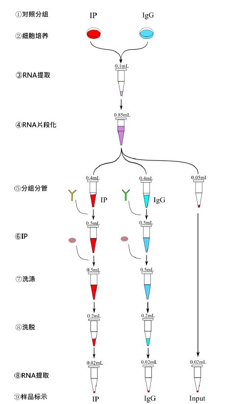 m6A Methylated RNA Immunoprecipitation (m6A MeRIP) Kit价格,详情介绍-960化工网 – ...