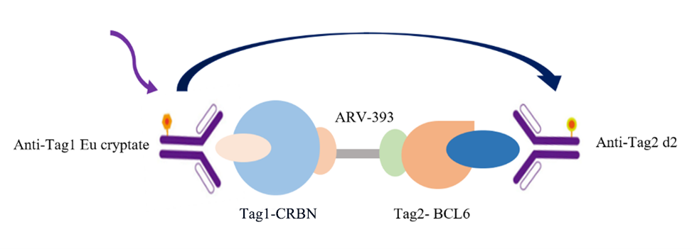 人 BCL6/CRBN PROTAC 结合试剂盒_报价/价格/性能参数/图, Absin_生物器材网