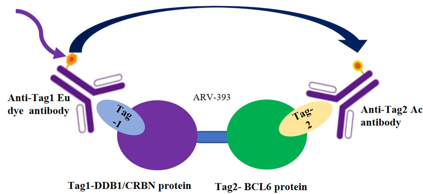 Human BCL6/CRBN PROTAC Binding KIT_报价/价格/性能参数/图, 上海/爱必信(Absin)_生物器材网