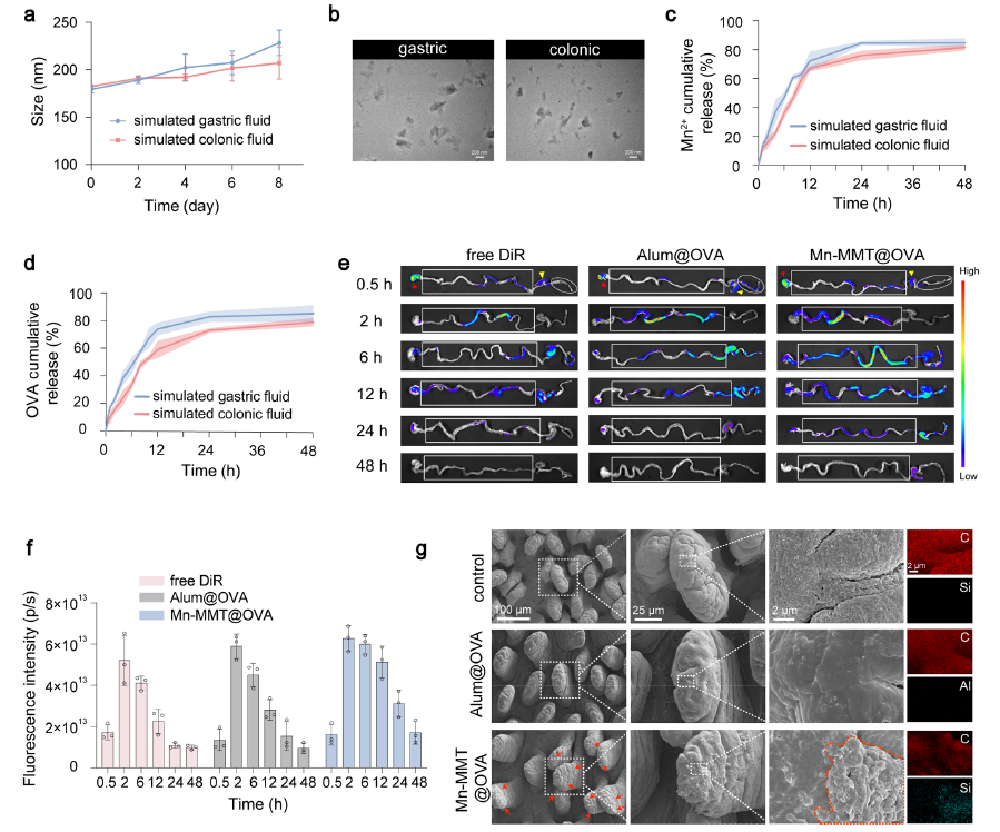 Absin ELISA Powers Montmorillonite Oral Vaccine: Mucosal Immunity Unlocked for Colorectal Cancer