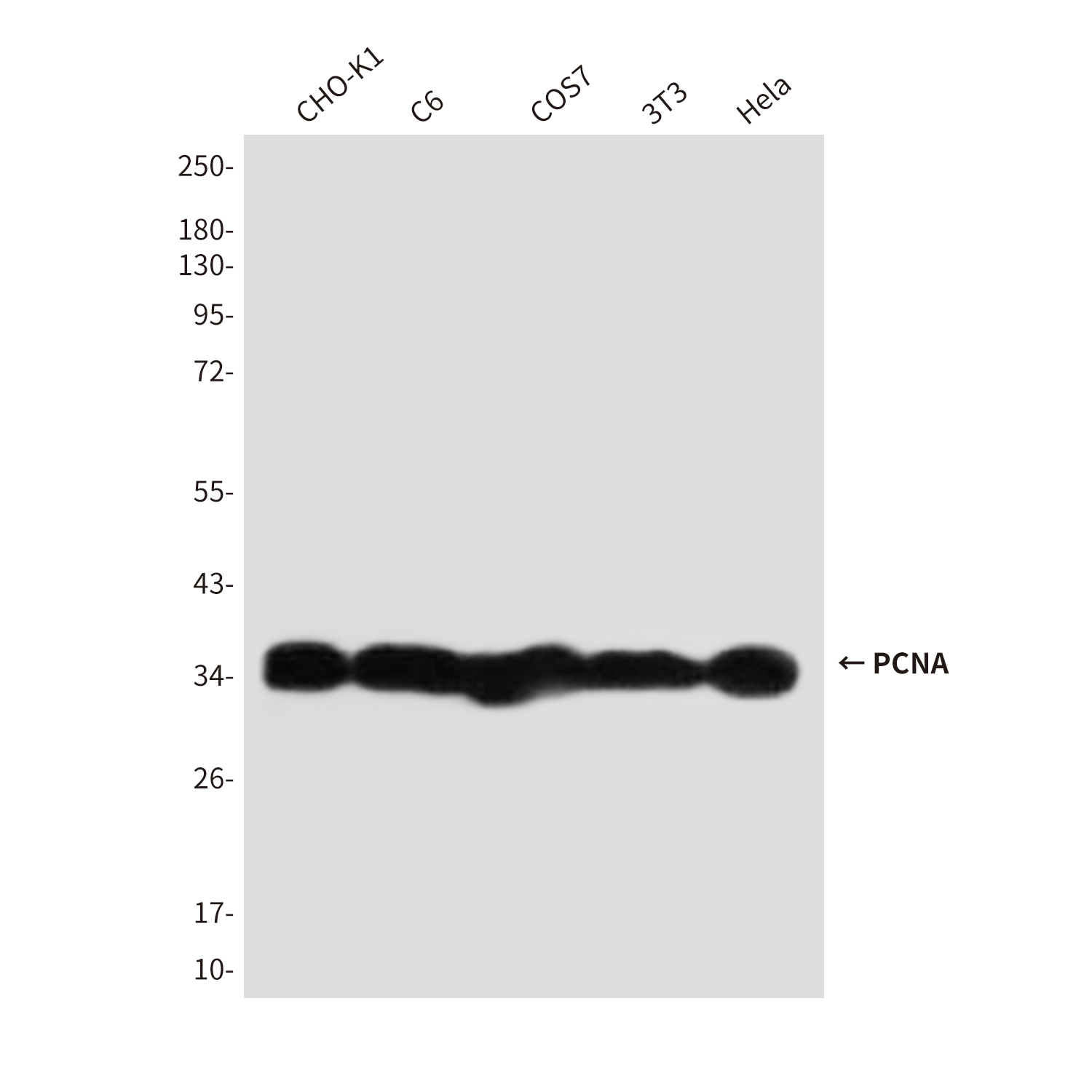 Mouse anti-PCNA Monoclonal Antibody-6B12_Absin_优宁维(univ)商城
