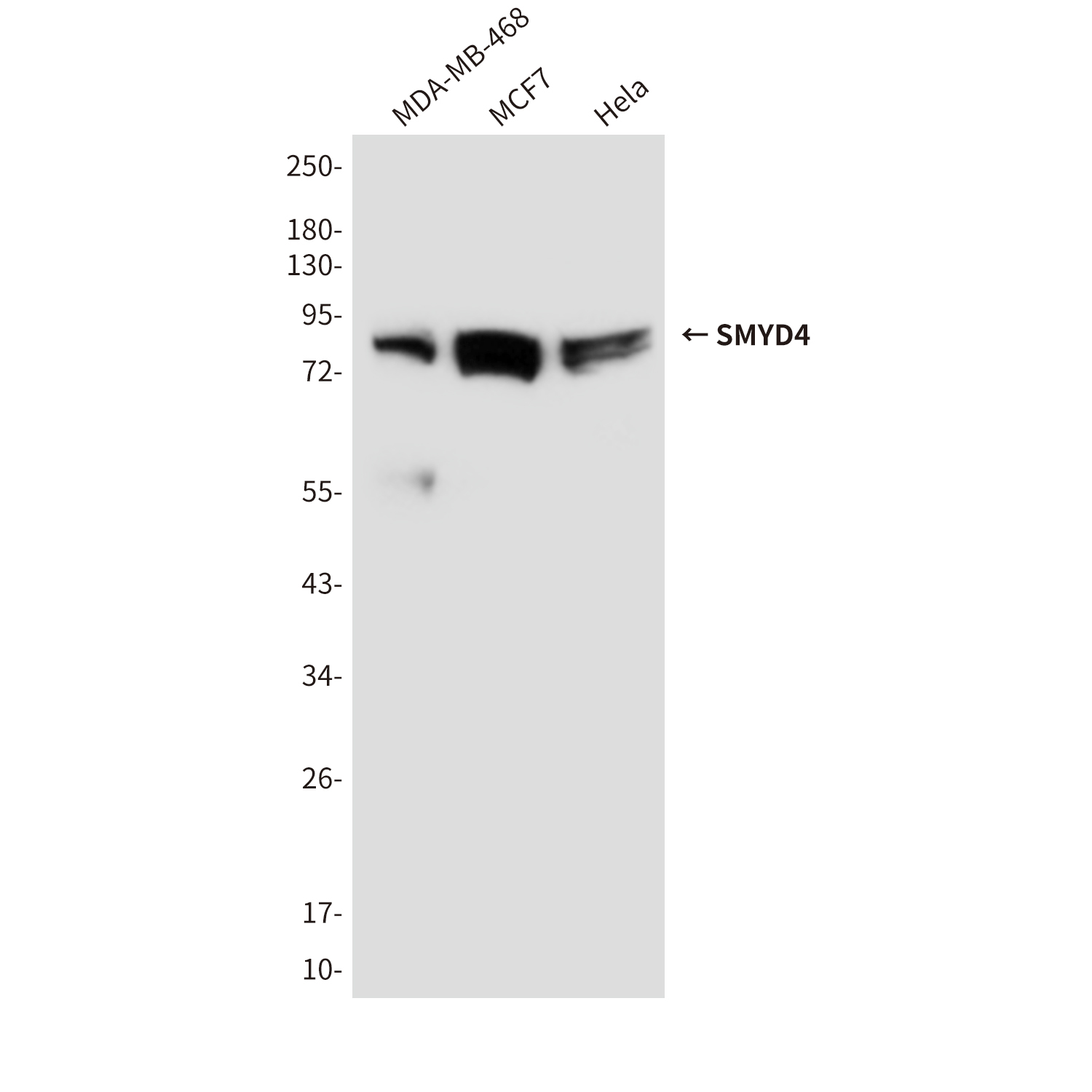 Mouse anti-SMYD4 Monoclonal Antibody(7C8)-爱必信(absin)官网