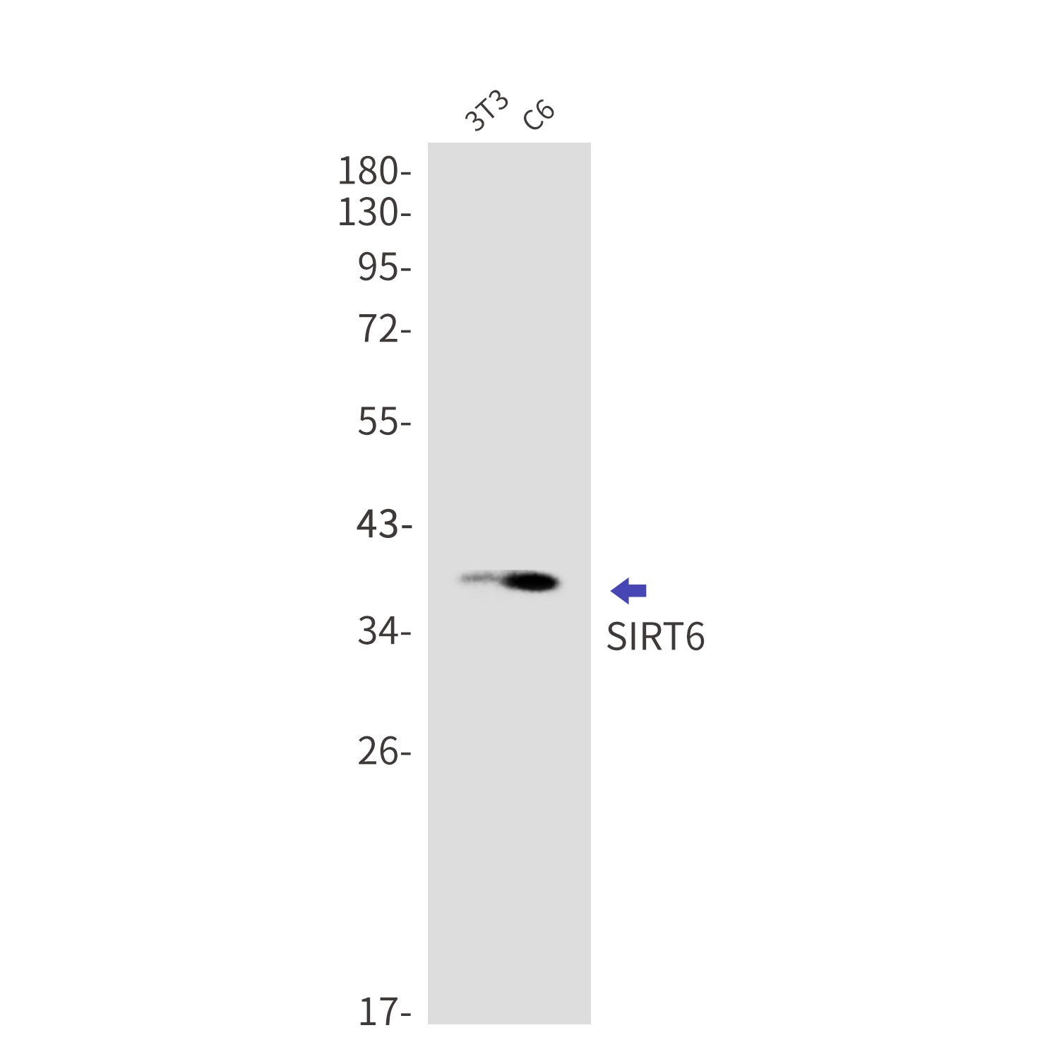 Rabbit anti-SIRT6 Monoclonal Antibody(9G5)-爱必信(absin)官网