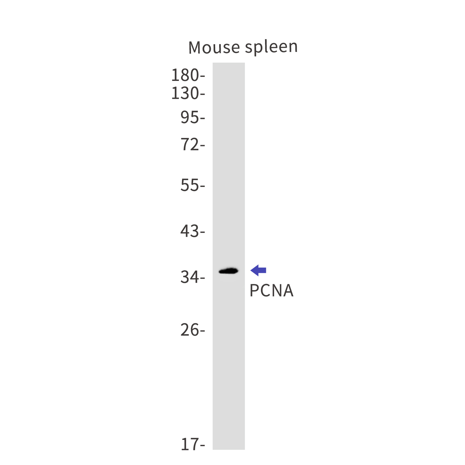 Rabbit anti-PCNA Monoclonal Antibody-6B3_Absin_优宁维(univ)商城