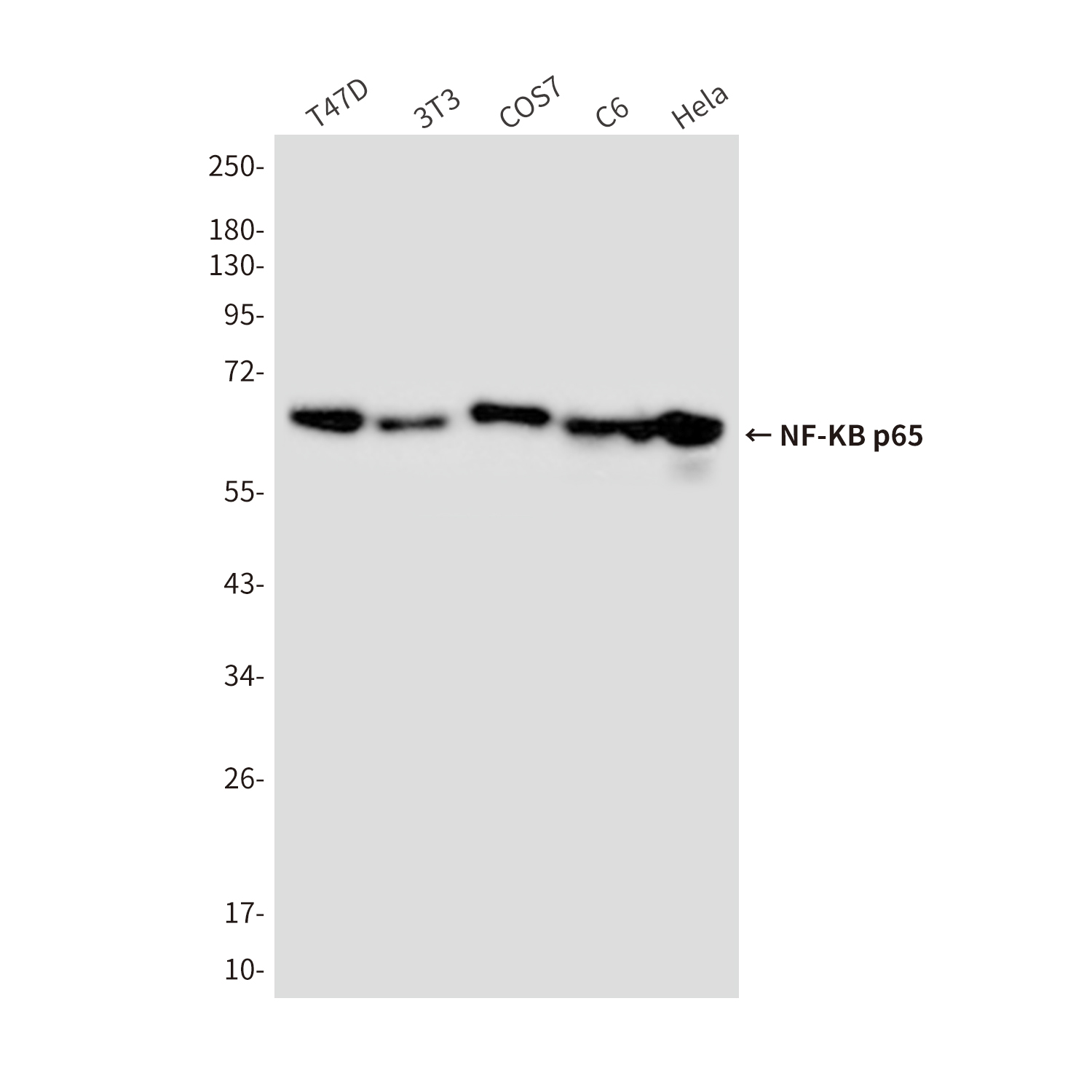 Mouse anti-NF-KB p65 Monoclonal Antibody-3D2_Absin_优宁维(univ)商城