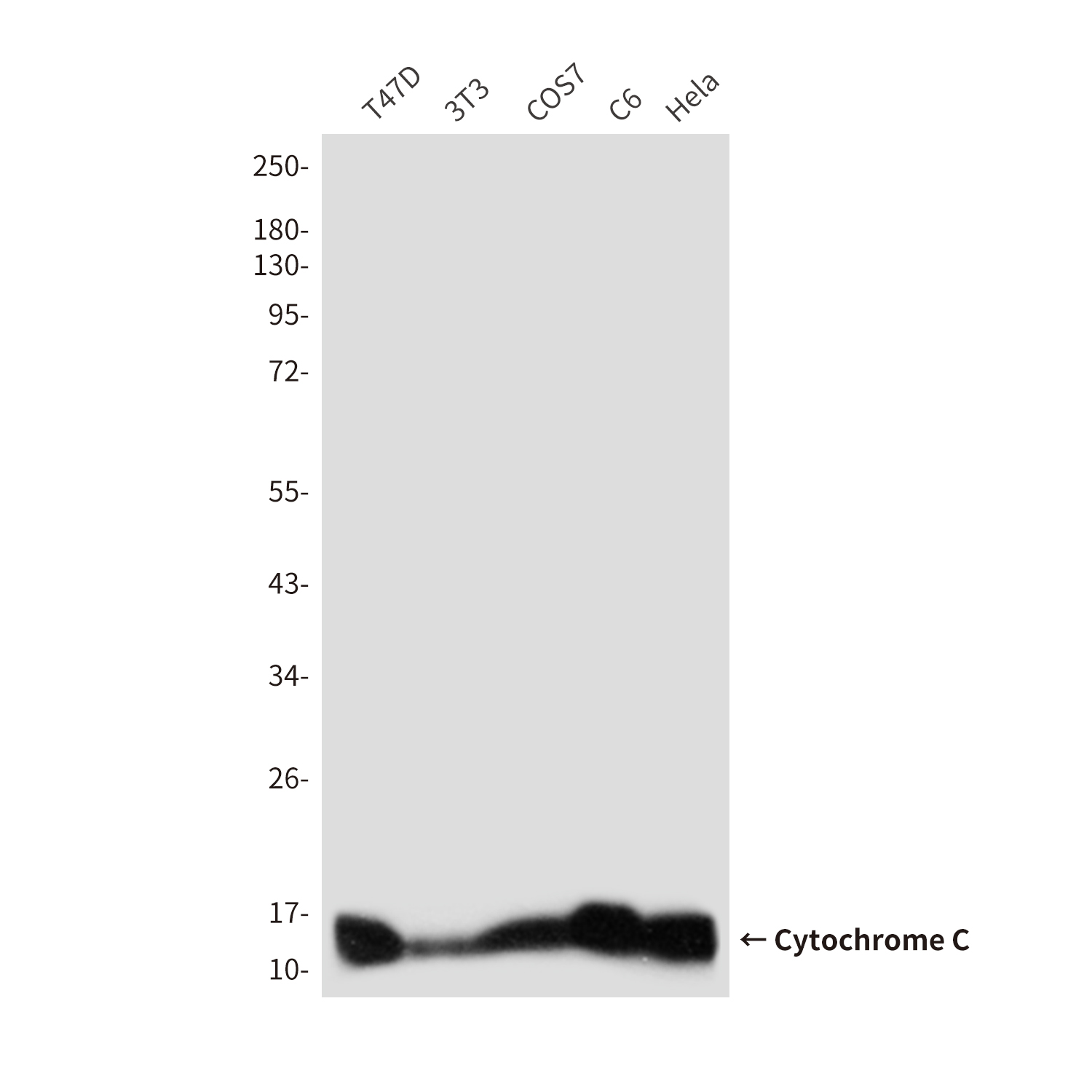 Mouse anti-Cytochrome C Monoclonal Antibody-7C10_Absin_优宁维(univ)商城
