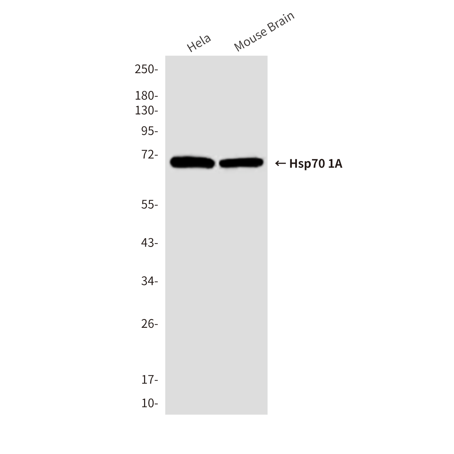 Mouse anti-Hsp70 1A Monoclonal Antibody(1D9)-爱必信(absin)官网