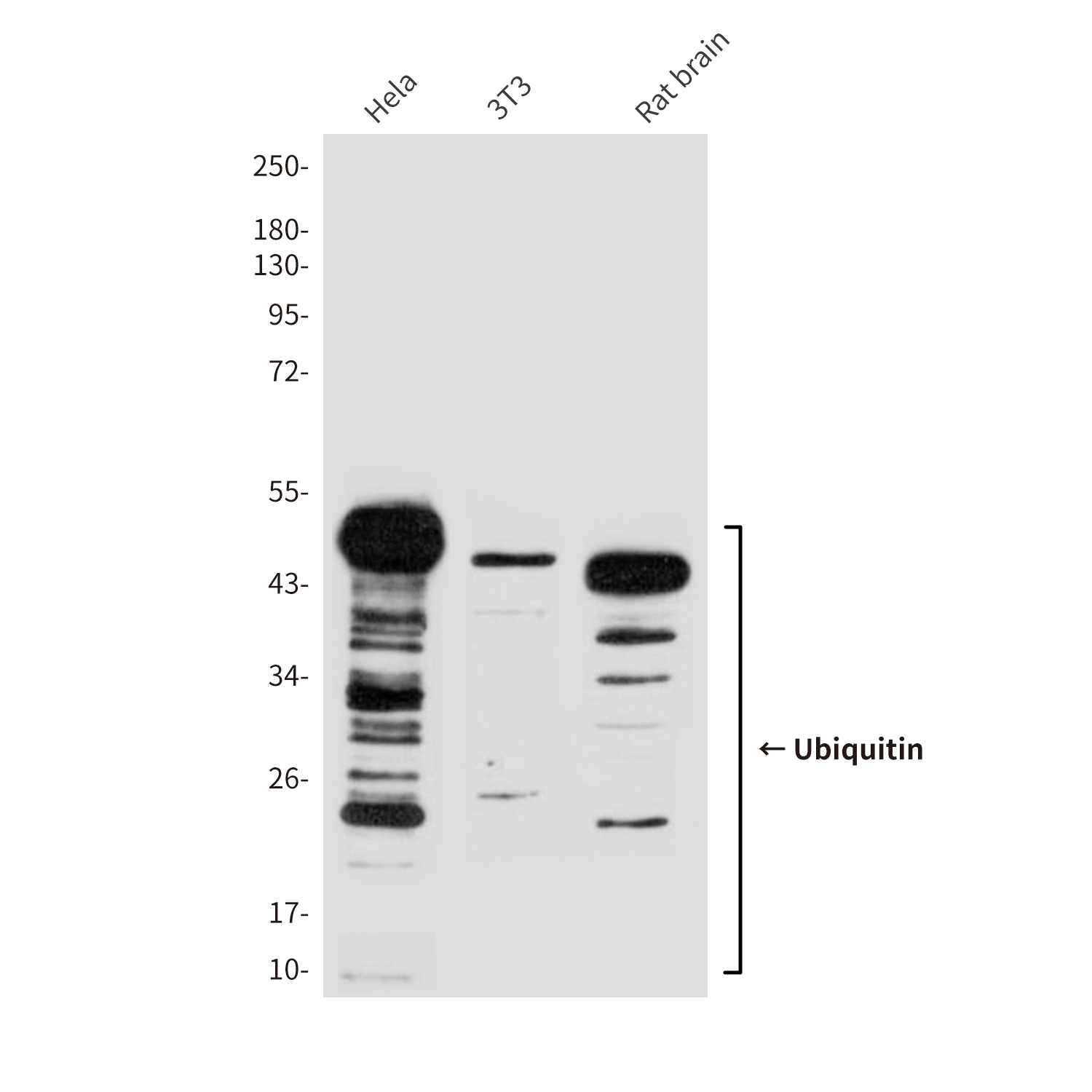 Mouse anti-Ubiquitin Monoclonal Antibody-1B8_Absin_优宁维(univ)商城