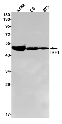 Rabbit anti-IRF1 Monoclonal Antibody(1B4)-爱必信(absin)官网