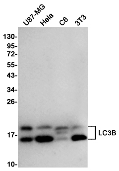 Rabbit anti-LC3B Polyclonal Antibody-爱必信(absin)官网