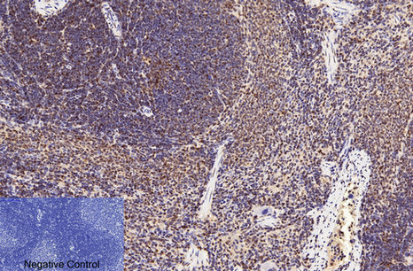 Mouse anti-CD2 Monoclonal Antibody-3F10_Absin_优宁维(univ)商城