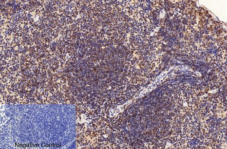 Mouse anti-CD2 Monoclonal Antibody-3F10_Absin_优宁维(univ)商城
