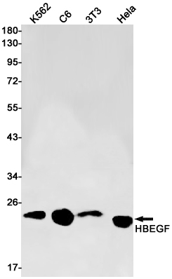 Rabbit anti-HBEGF Monoclonal Antibody(9C2)-爱必信(absin)官网