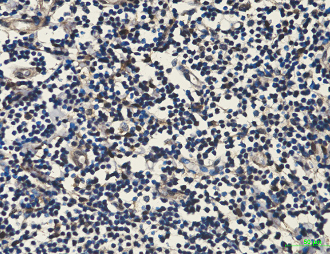 Mouse anti-Hsp70 1A Monoclonal Antibody(1D9)-爱必信(absin)官网