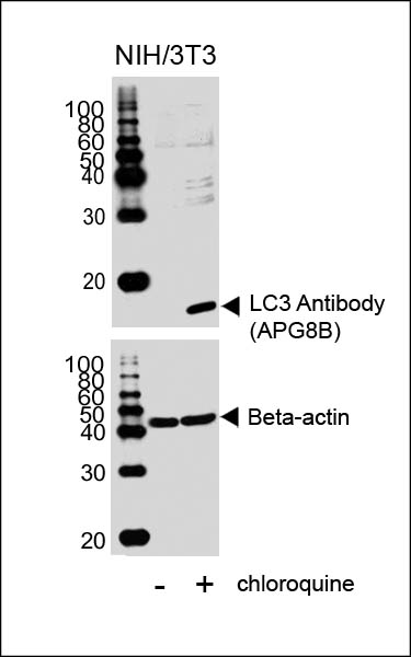 Rabbit anti-LC3 Polyclonal Antibody-N-term_Absin_优宁维(univ)商城