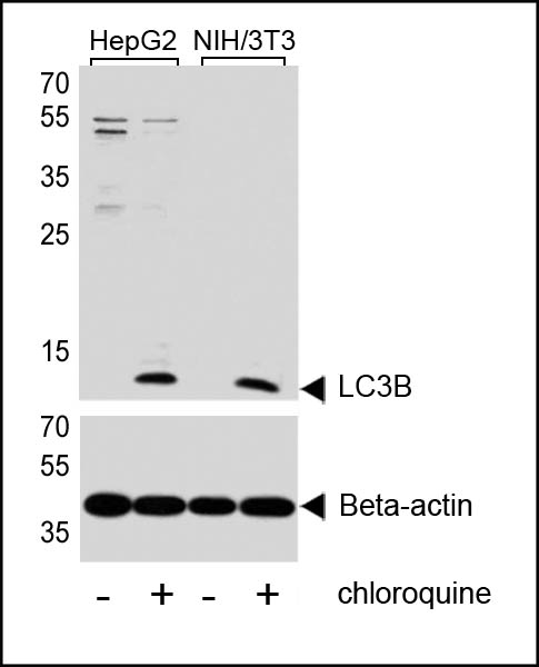 Rabbit anti-LC3 Polyclonal Antibody-N-term_Absin_优宁维(univ)商城