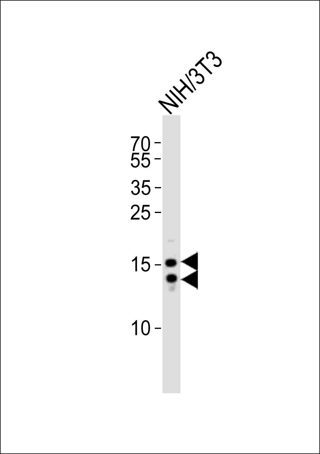Rabbit anti-LC3 Polyclonal Antibody-N-term_Absin_优宁维(univ)商城