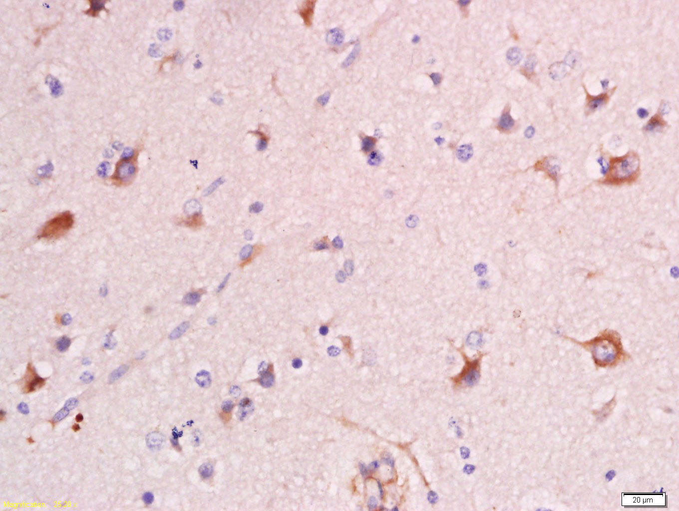 Rabbit anti-VGLUT1 Polyclonal Antibody_Absin_优宁维(univ)商城