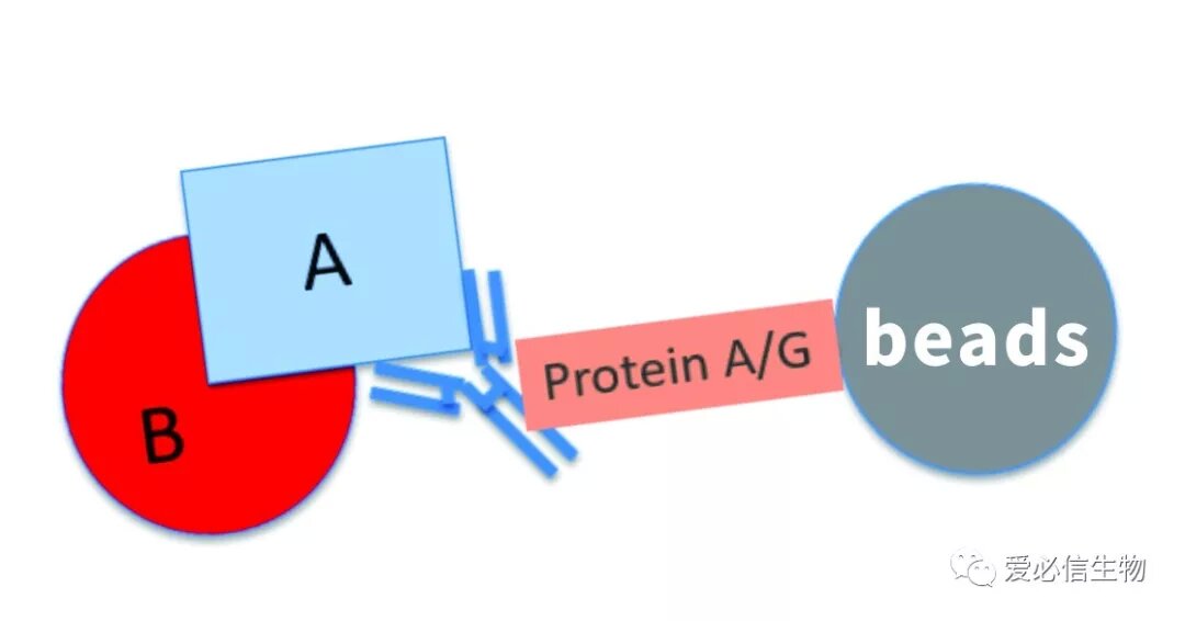 免疫共沉淀CoIP操作小贴士-爱必信(absin)官网