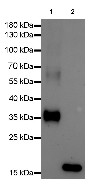Rabbit anti-His-Tag Monoclonal Antibody-爱必信(absin)官网