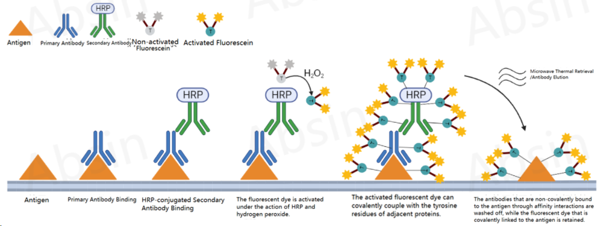 Tool Box for Life Science | Biochemicals-Absin