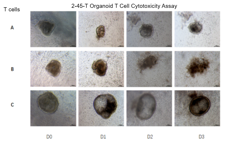 Organoid Immune Co-culture - technological resources - News
