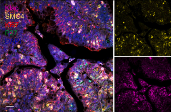 Tool Box for Life Science | Biochemicals-Absin