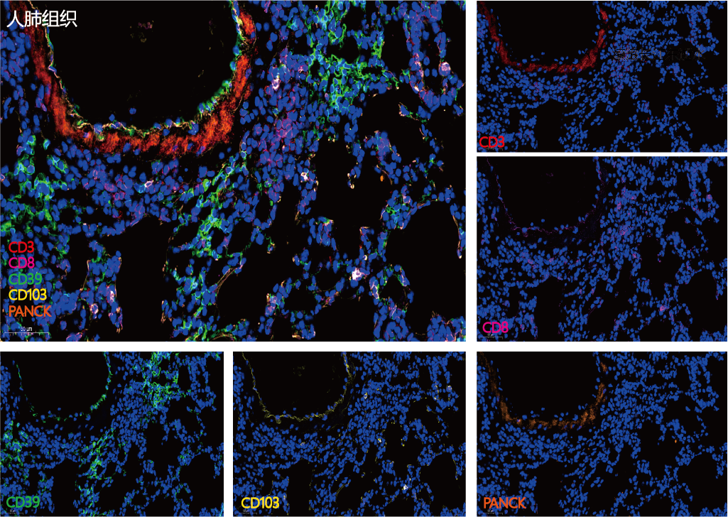 Tool Box for Life Science | Biochemicals-Absin