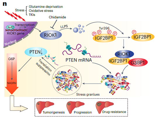 Tool Box for Life Science | Biochemicals-Absin